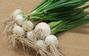 Oignon botte - Pavillon des Producteurs